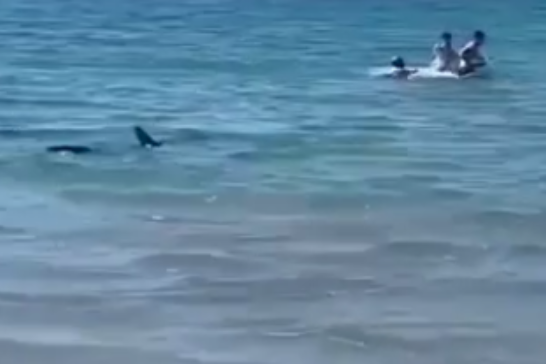 VIDEO | Toeristen in Mallorca op de vlucht voor haai,… | KantinePraat